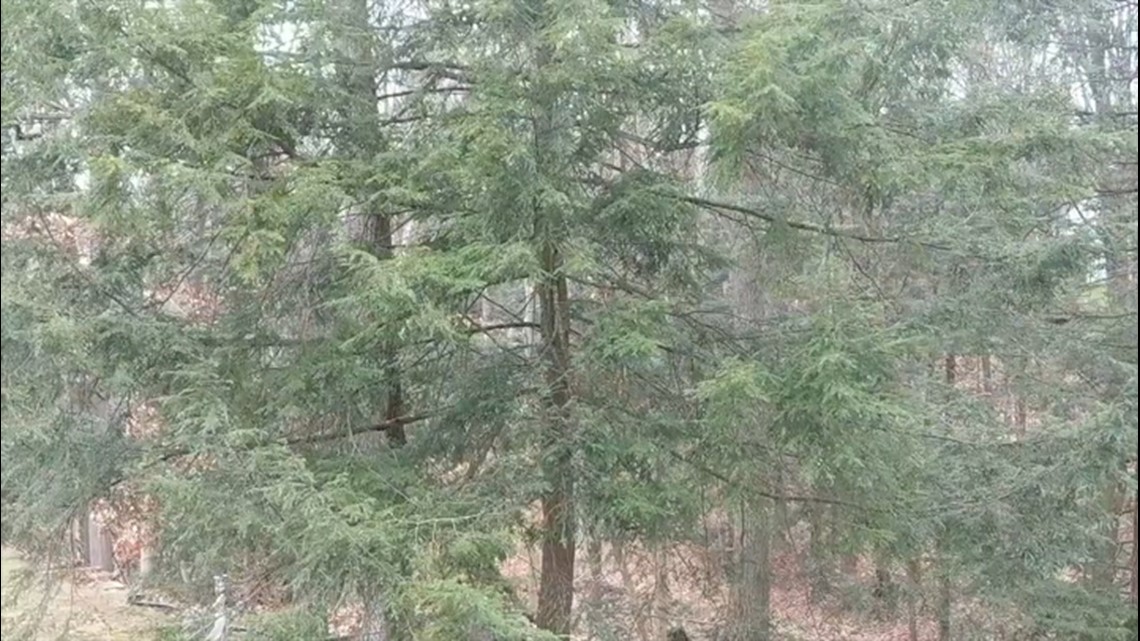 Very light snow drifts down | wbir.com