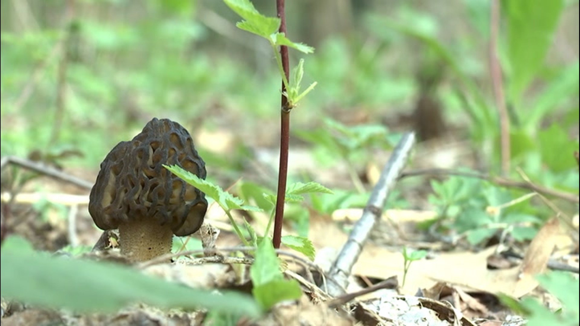 Morel Mushrooms: A culinary delight! | wbir.com