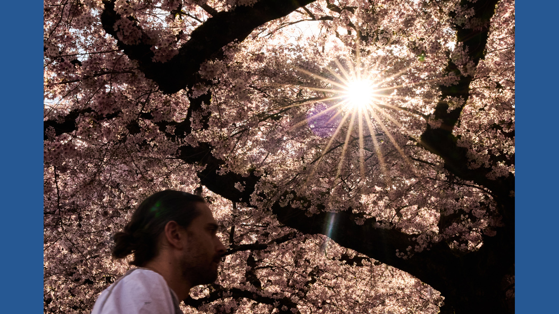 Study says trees counter half the world's urban heating, but not in the ...