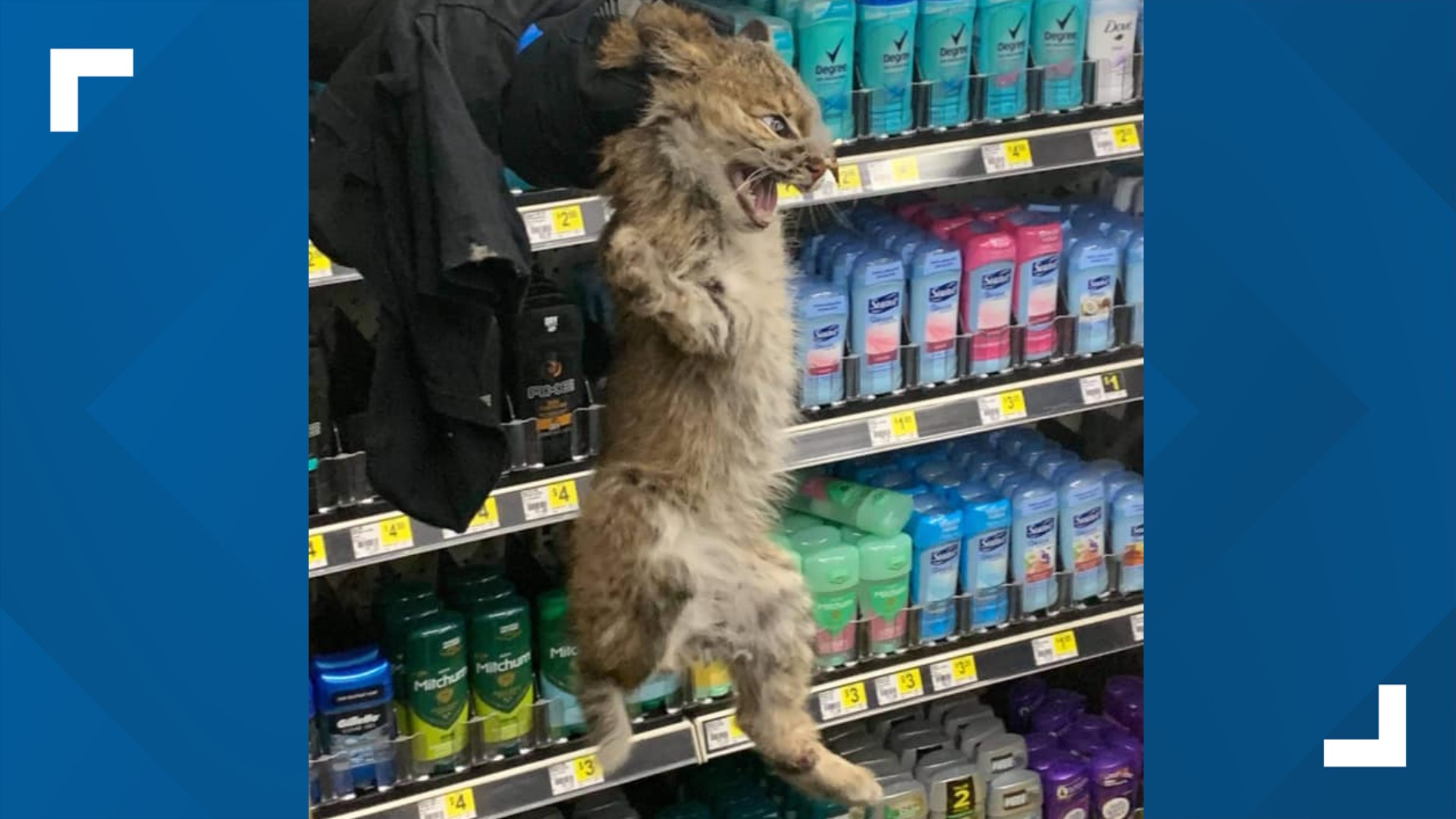 Photos of bobcat in store goes viral on Facebook | wbir.com
