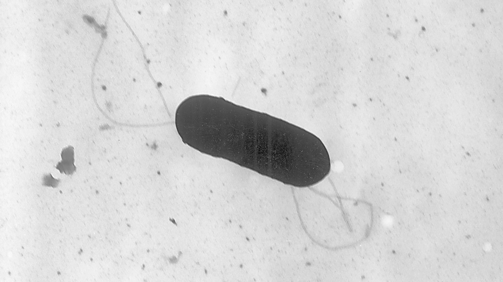 Listeria outbreak linked to ready-to-eat pasta meals leaves 2 more dead ...