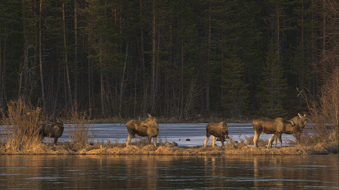 Fans glued to 'Great Moose Migration' livestream | wbir.com