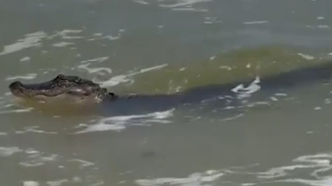 Alligator spotted in waves at Alabama's Dauphin Beach | wbir.com