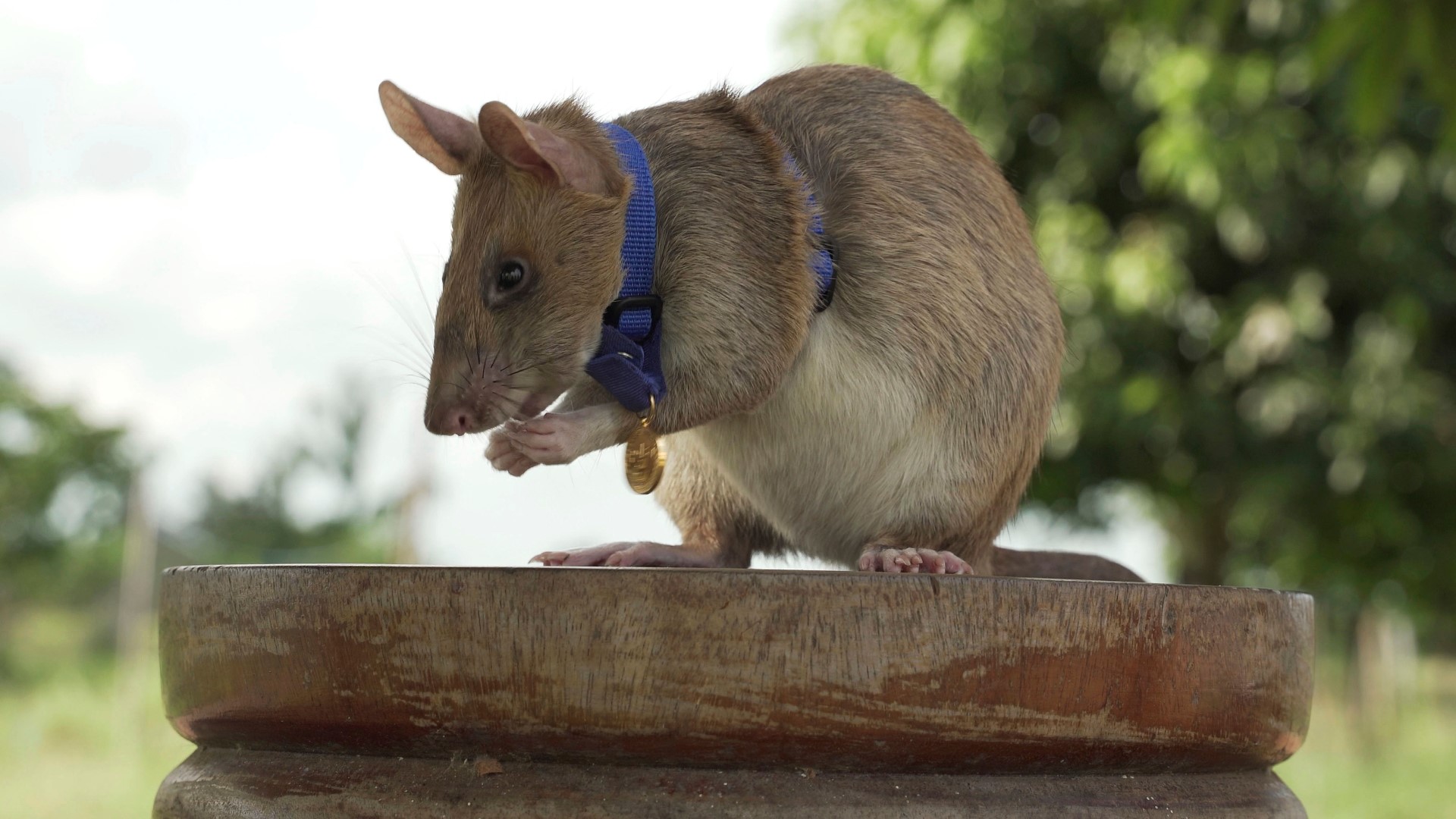 Giant African pouched rat Magawa awarded PDSA’s Gold Medal | wbir.com Giant African pouched rat Magawa awarded PDSA’s Gold Medal | wbir.com