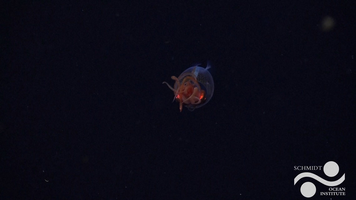 First video taken of colossal squid in deep sea | wbir.com