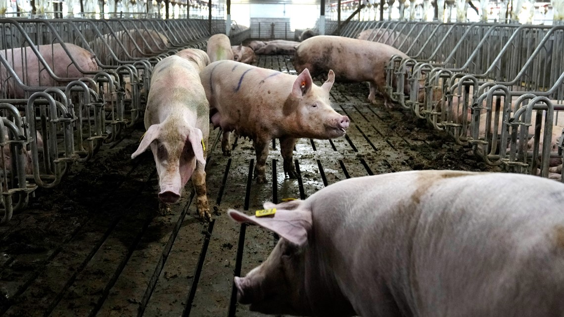 California law to get pigs out of tiny cages takes effect July 1 | wbir.com