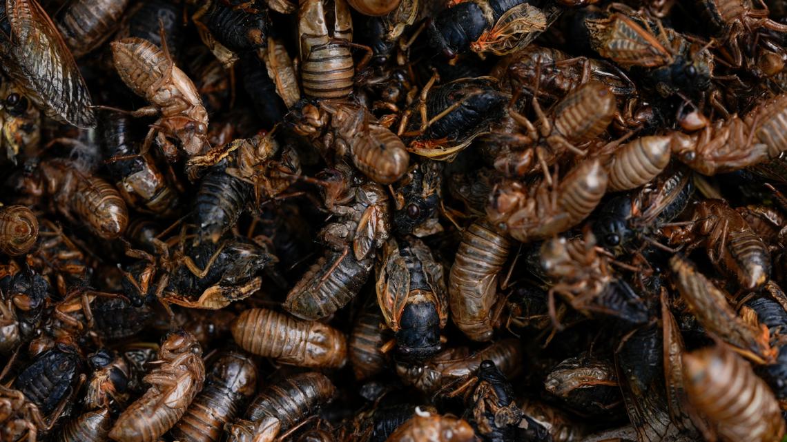 Cicadas bring chaos to Illinois, the epicenter of the bug invasion ...