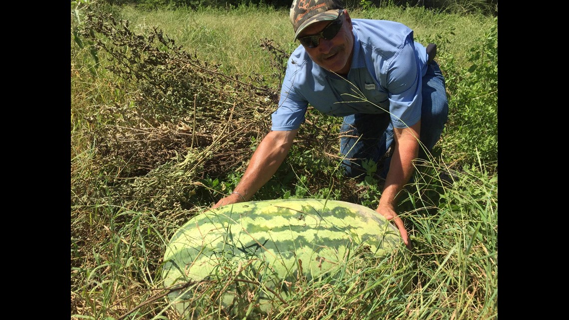 Local gardener grows jaw dropping watermelon | wbir.com