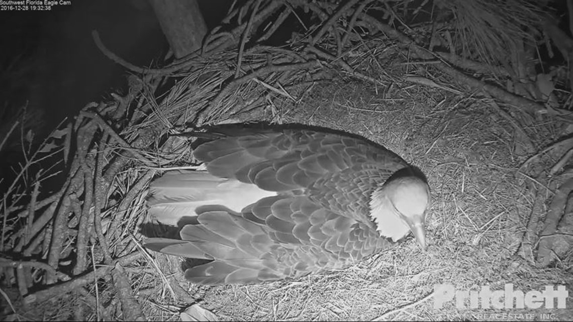 Live cam of bald eagle births raises raptor awareness | wbir.com