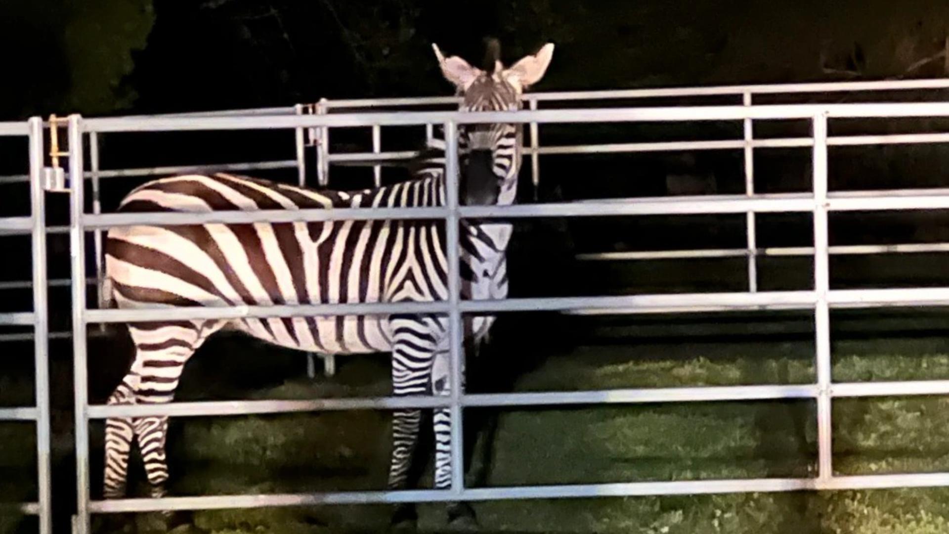 Missing zebra safely captured in North Bend | wbir.com