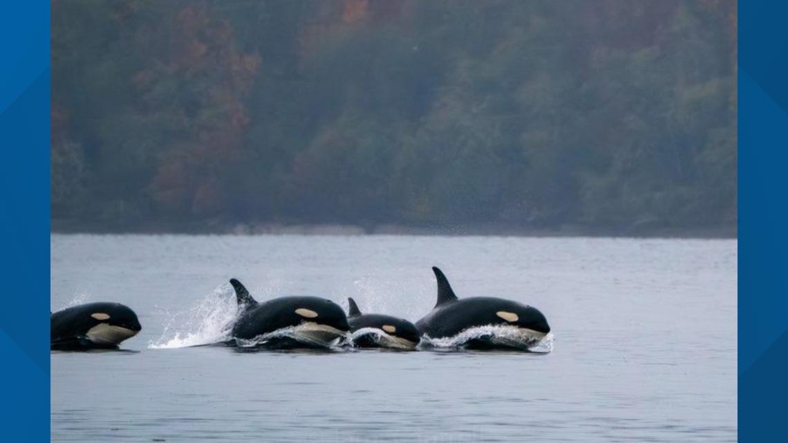 Woman captures special moment with southern resident orcas | wbir.com