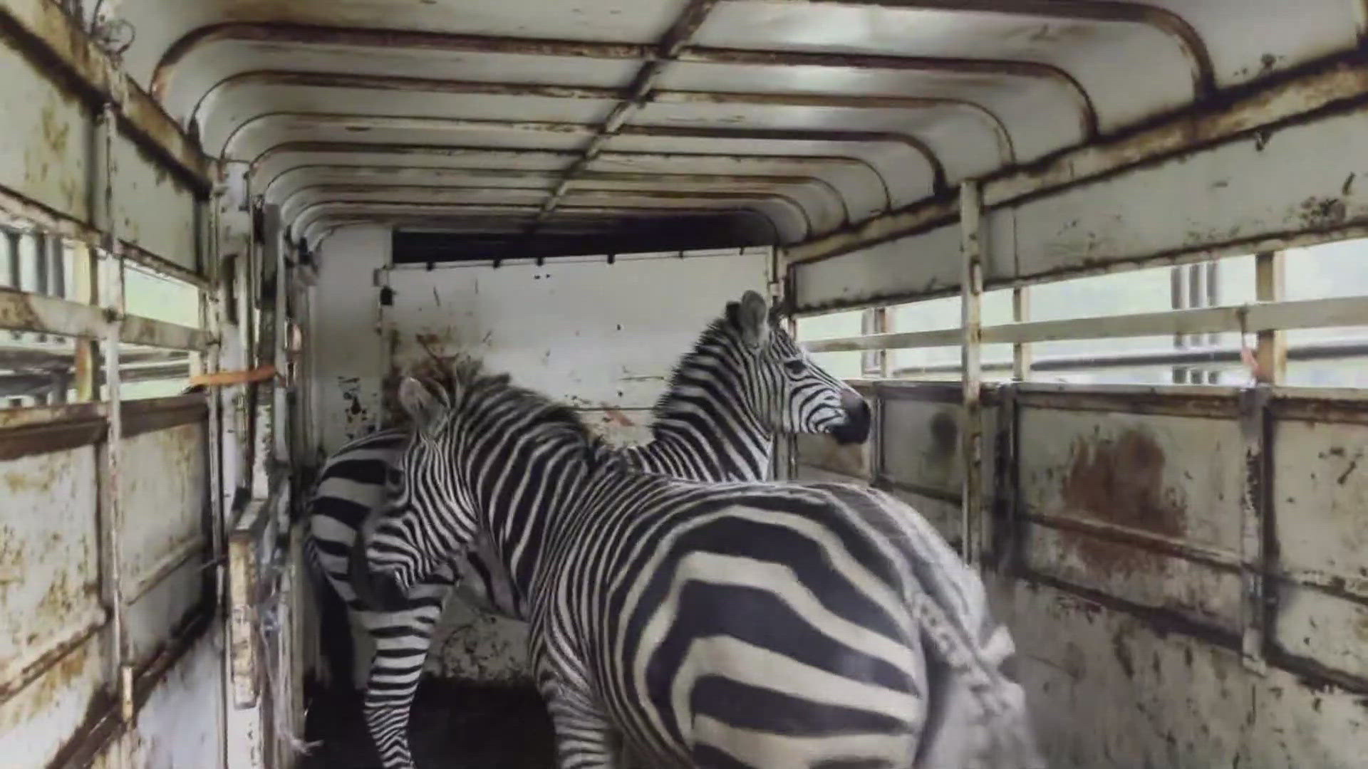 3 zebras captured, 1 loose after escaping trailer in North Bend near I-90 | wbir.com