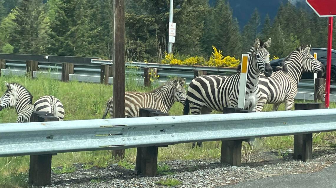 3 zebras captured, 1 loose after escaping trailer in North Bend near I-90 | wbir.com