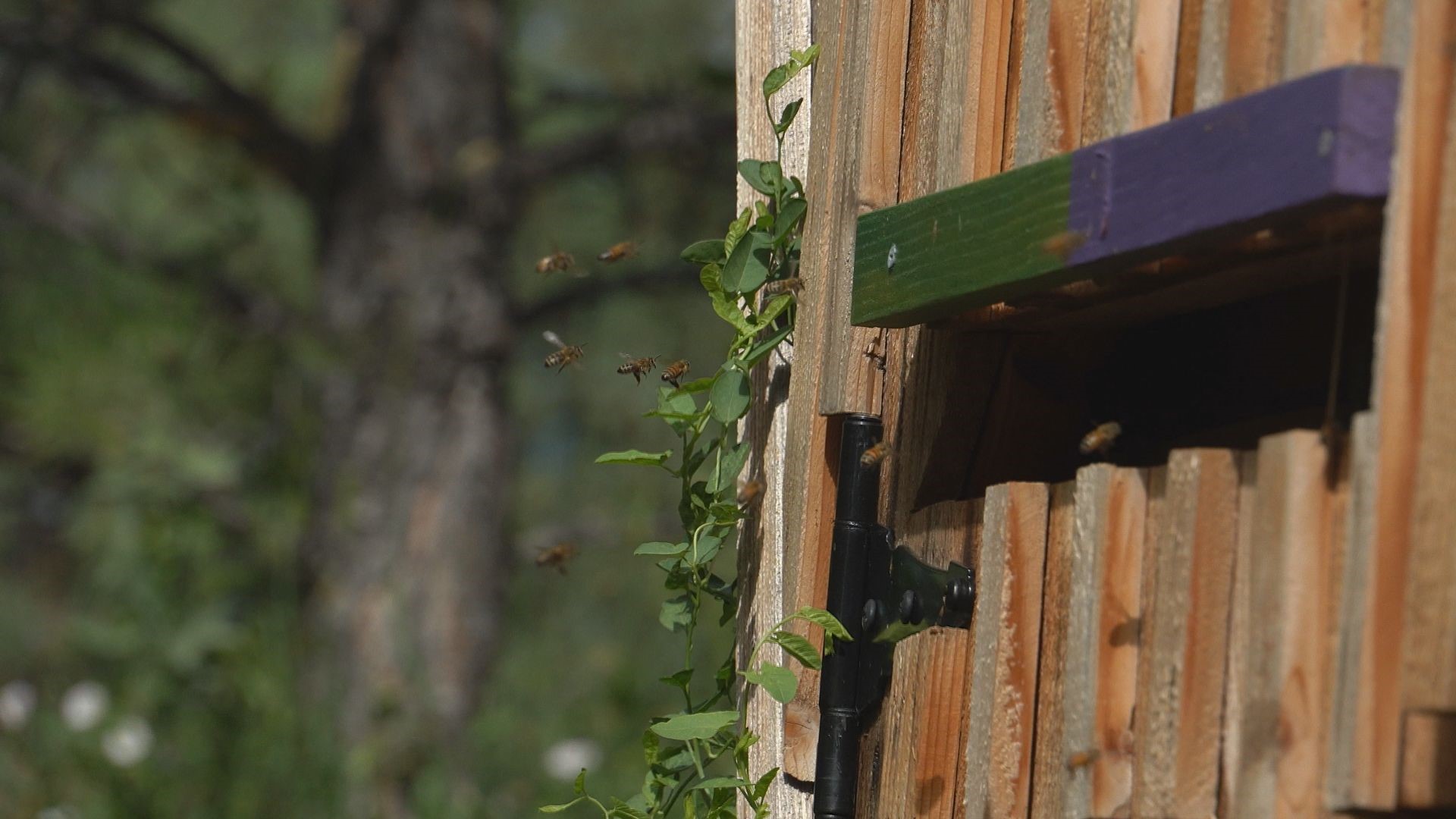 Bee huts connect humans and honeybees at Colorado ranch | wbir.com