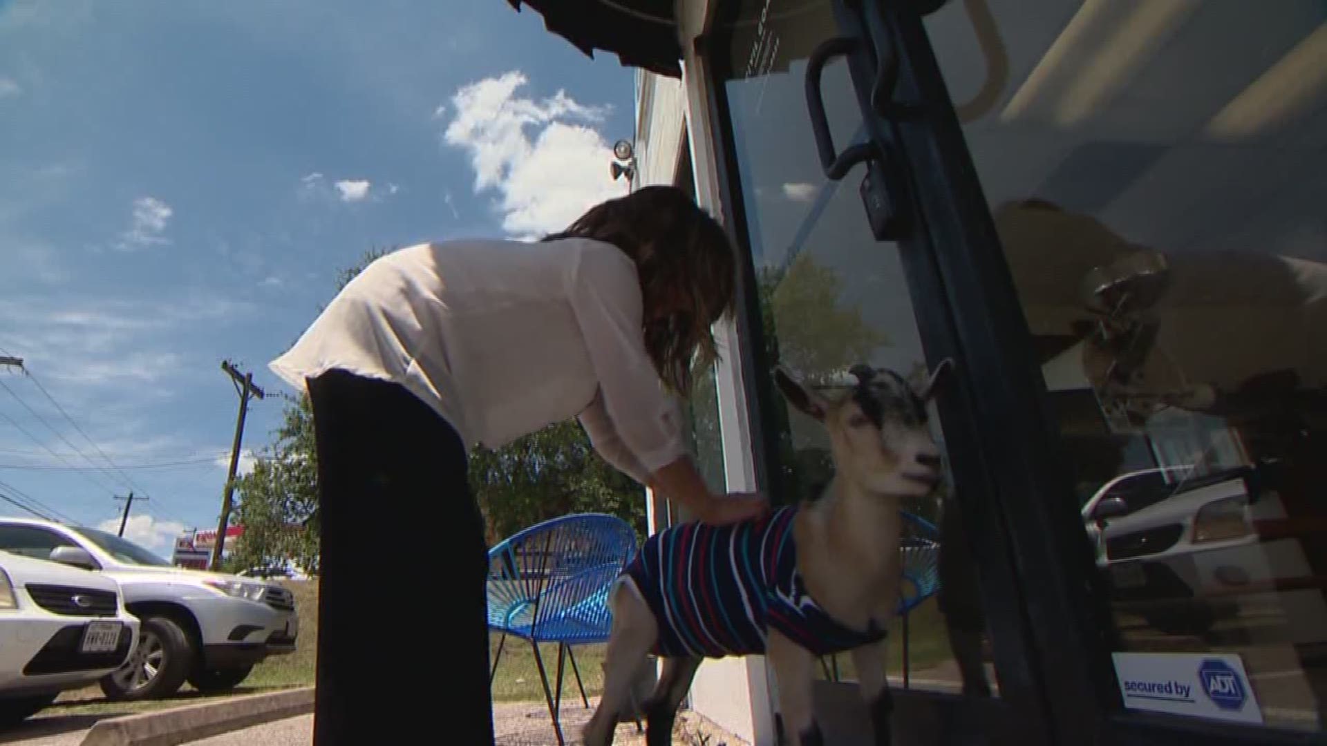 Pygmy goat steals the show as coffee shop mascot | wbir.com