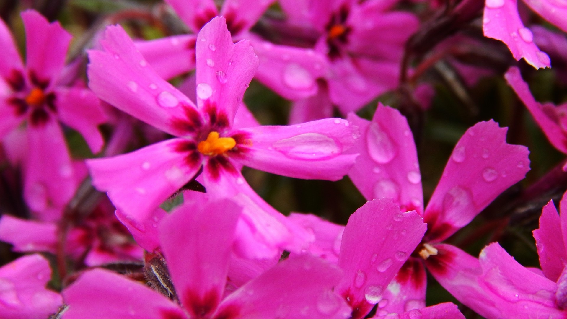 Tennessee Real ID: Everything you need to know | wbir.com