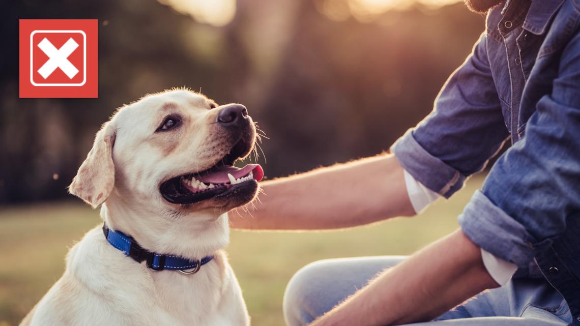 Can humans get parvovirus from dogs? | wbir.com