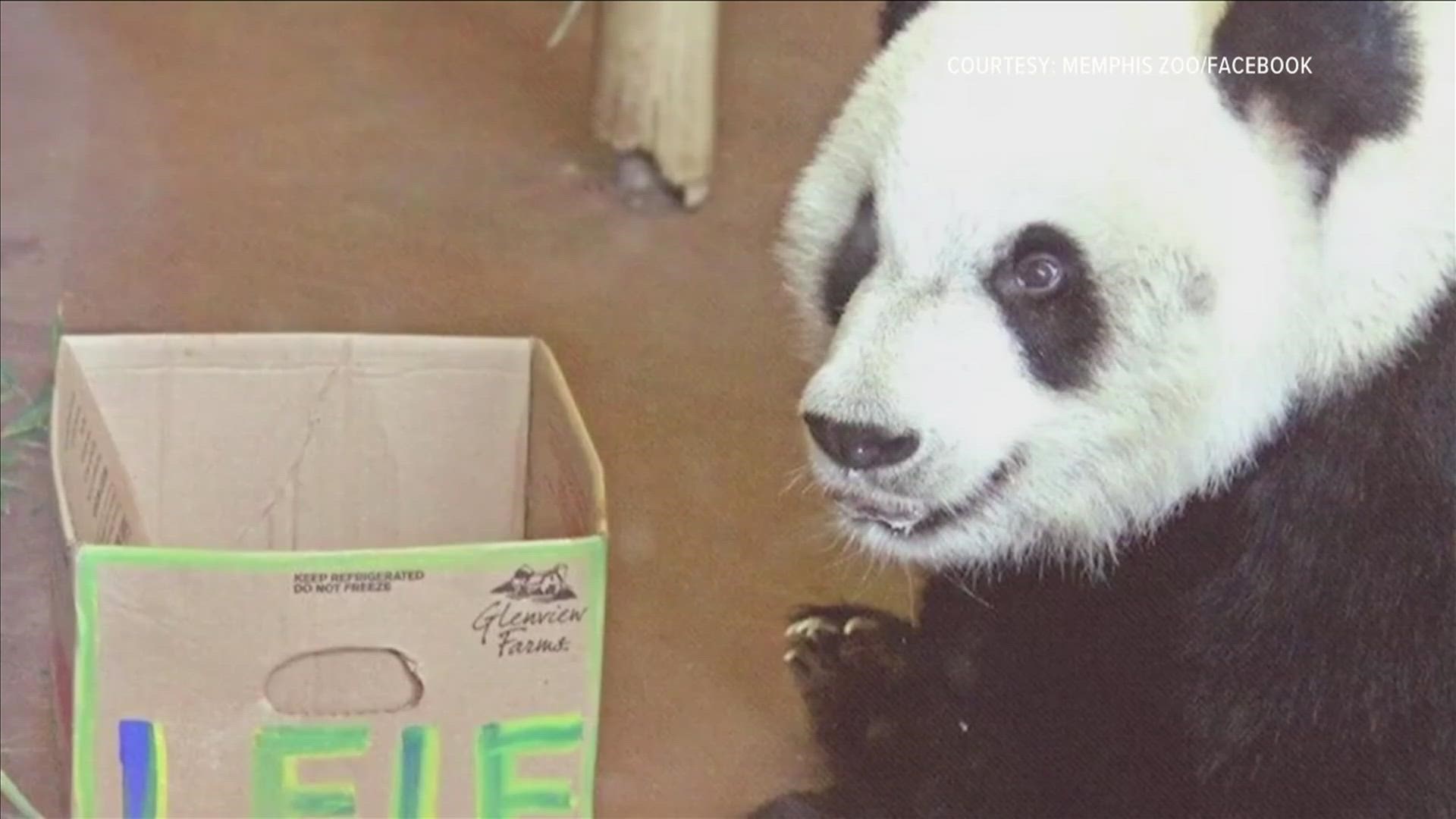 Giant panda Le Le dies at 25 | wbir.com