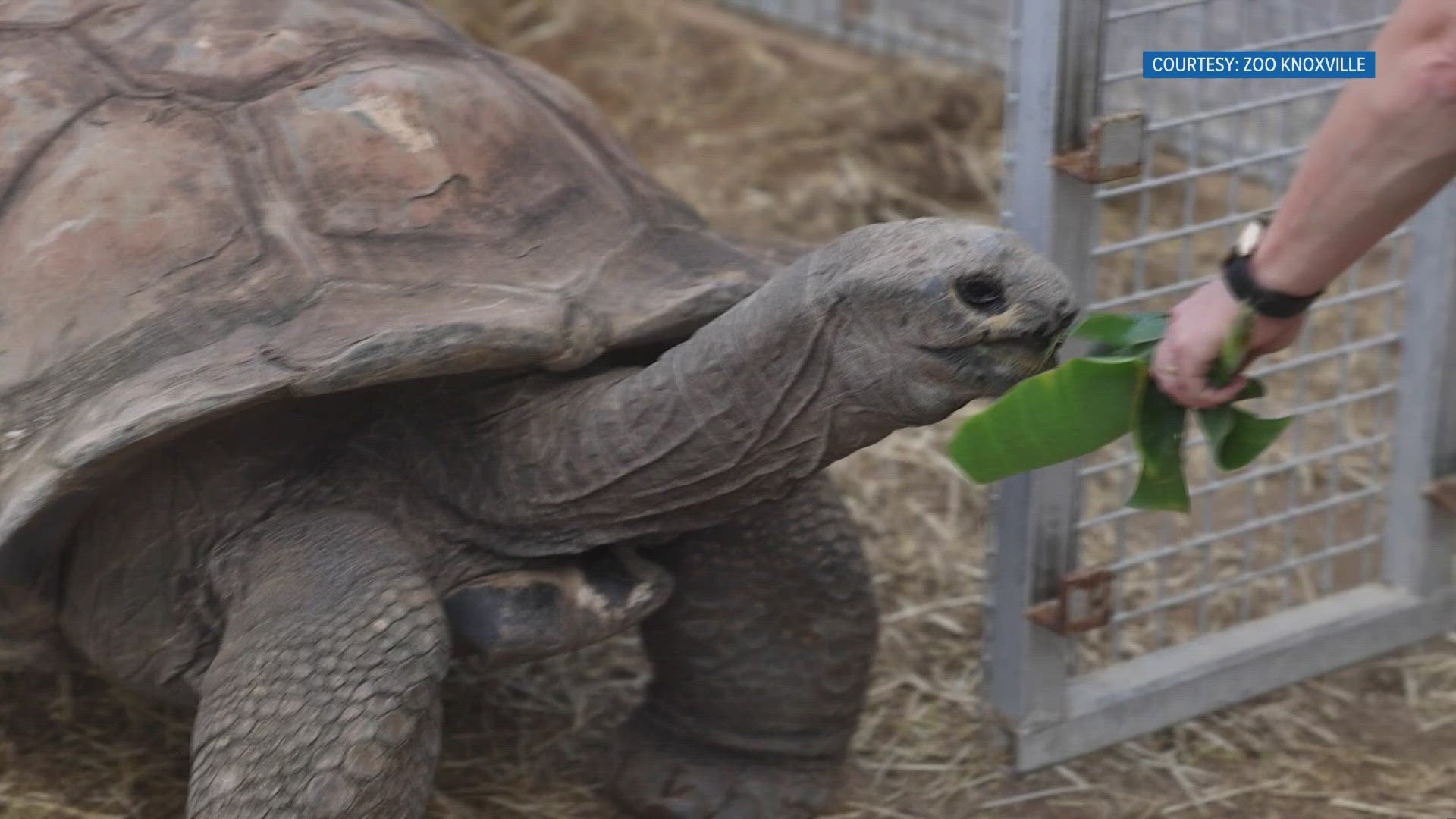 Zoo Knoxville announces addition of 2 new Southern White Rhino siblings ...