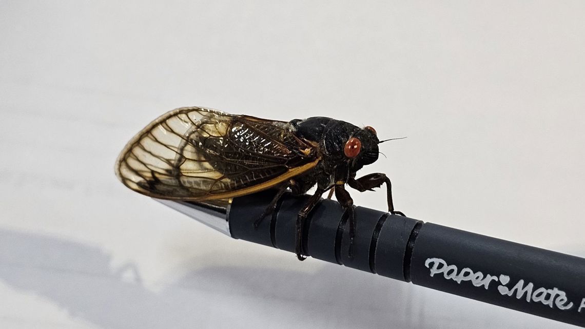 Brood XIX cicadas begin emerging in East Tennessee | wbir.com