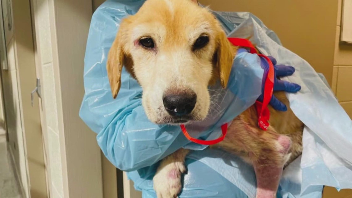 Emaciated dog on journey to recovery | wbir.com