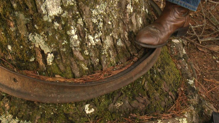 'Pearl Harbor tree' rooted in Cades Cove history | wbir.com