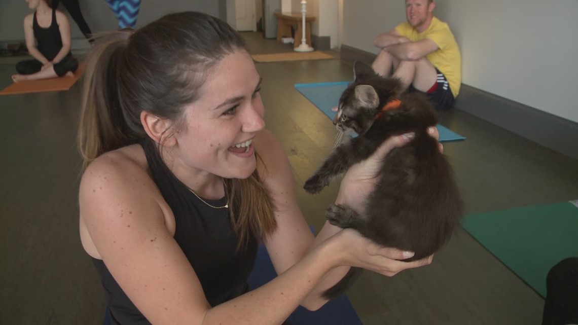 Kitten yoga is furry fun for a good cause | wbir.com