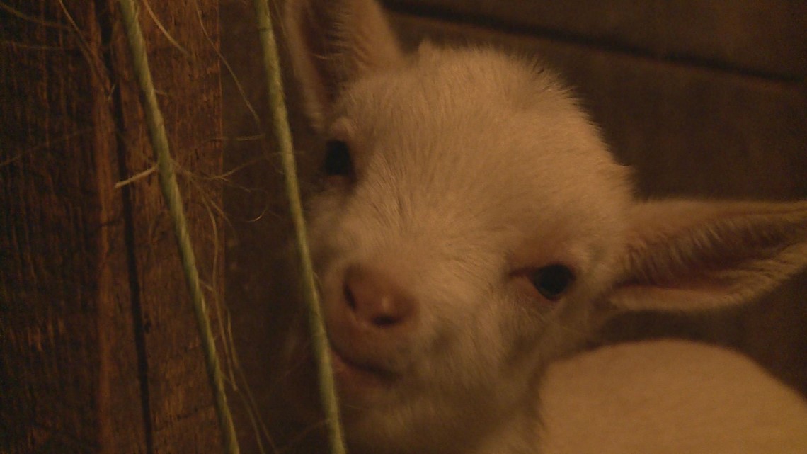 Knox County couple saves goats, pets from chest-deep water in home ...