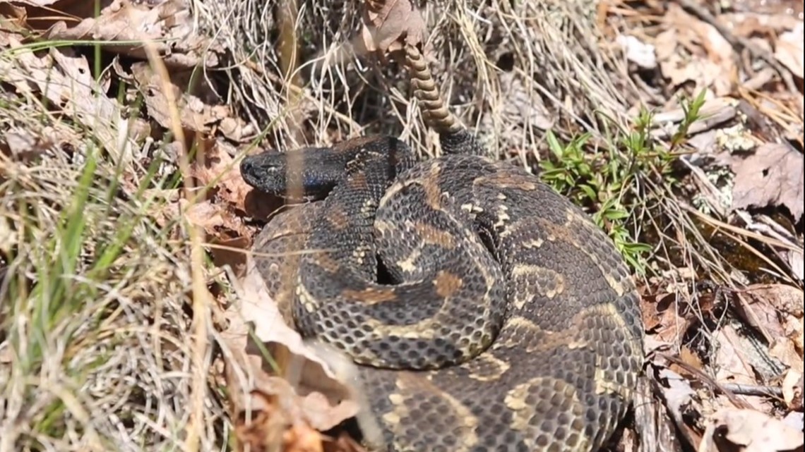 Ssssnake hunt: New zoo reptile center will feature native venomous ...