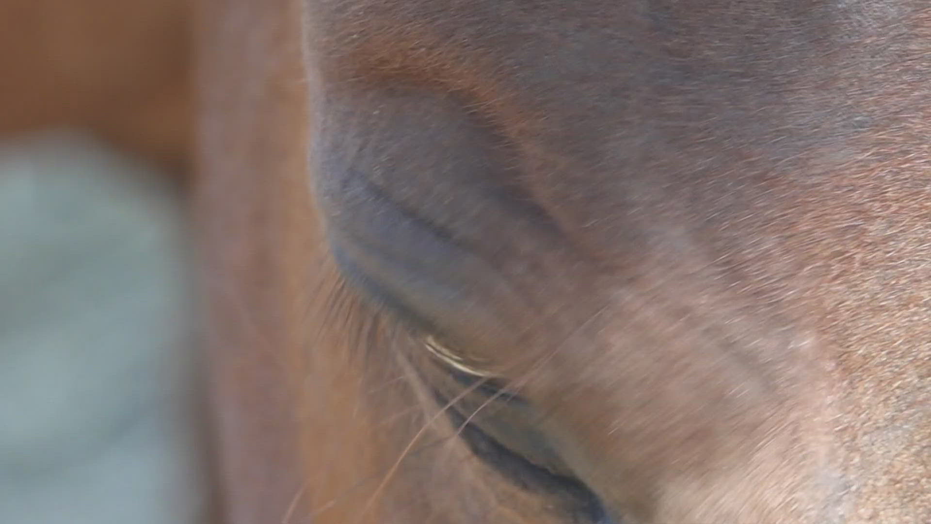 Horse Haven rescues 27 horses in Fentress County | wbir.com