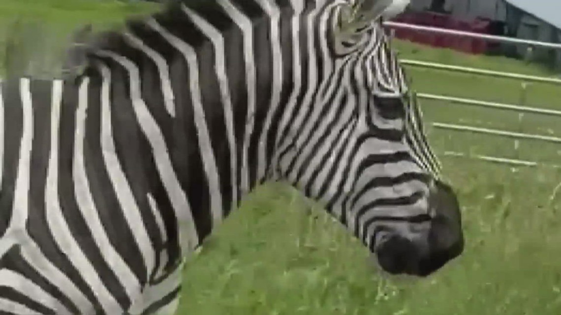 Search for missing zebra in Rutherford County continues into day four ...