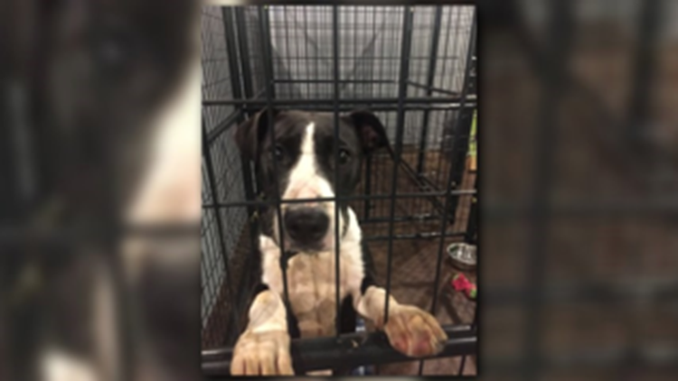 Pets Without Parents adopts out all its animals ahead of Saturday ...