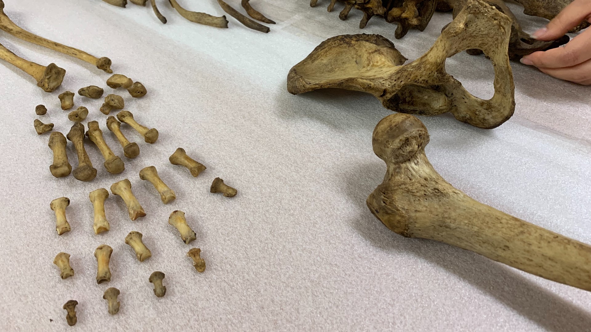 Plethora of science taking place at UT's Body Farm | wbir.com