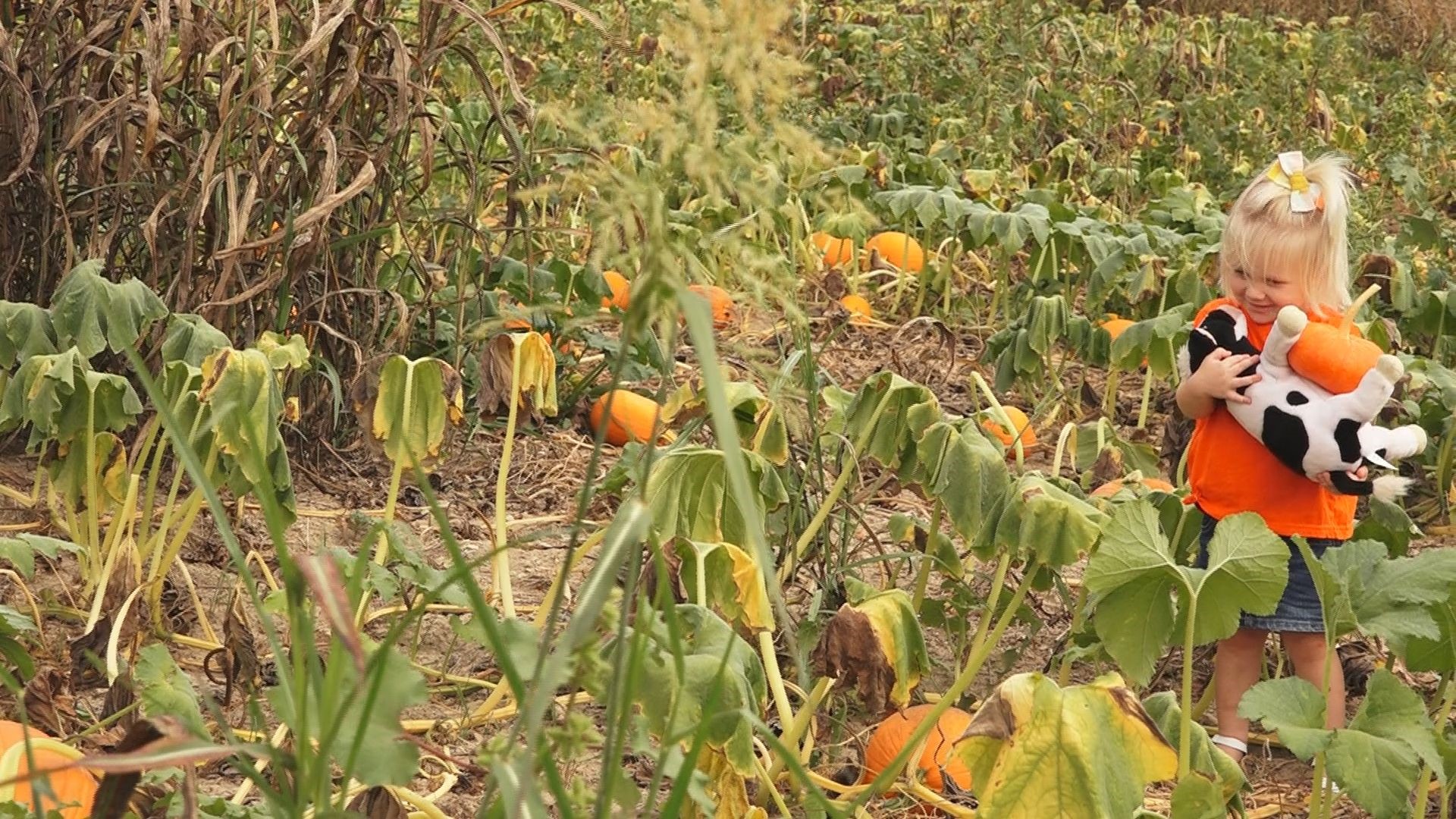 Ballinger Farm opens 'out-of-this-world' corn maze | wbir.com