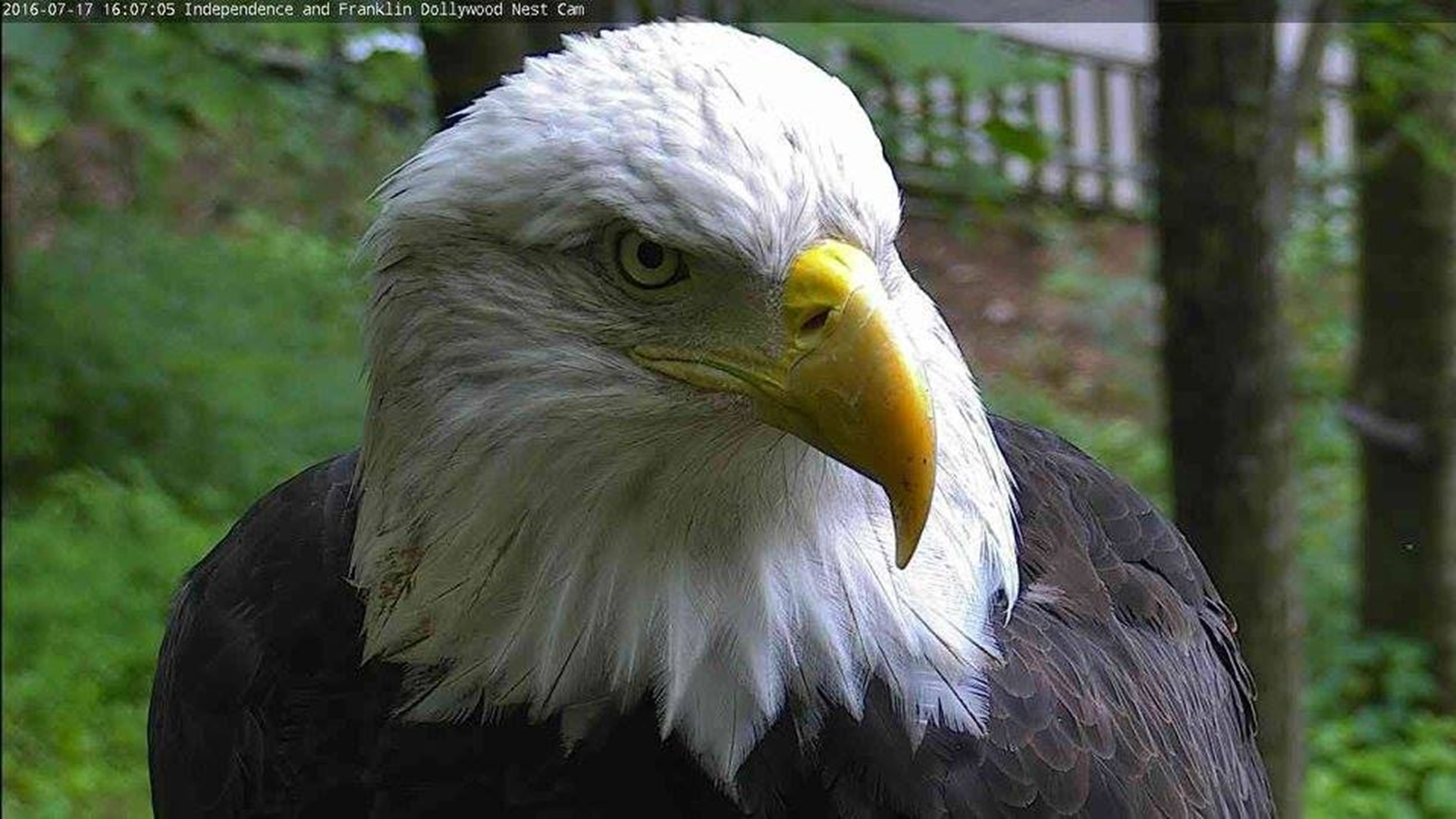 Indy, beloved AEF eagle, dies after fall | wbir.com