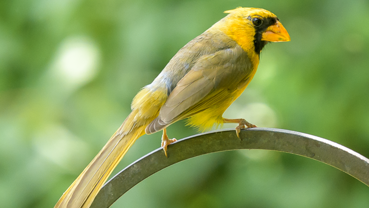 'Yellow Saffron': Knoxville photographer captures stunning photos of ...