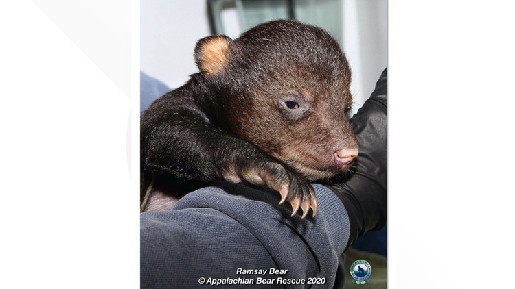 ABR's Ramsay Bear welcomed with open arms to new foster bear family ...