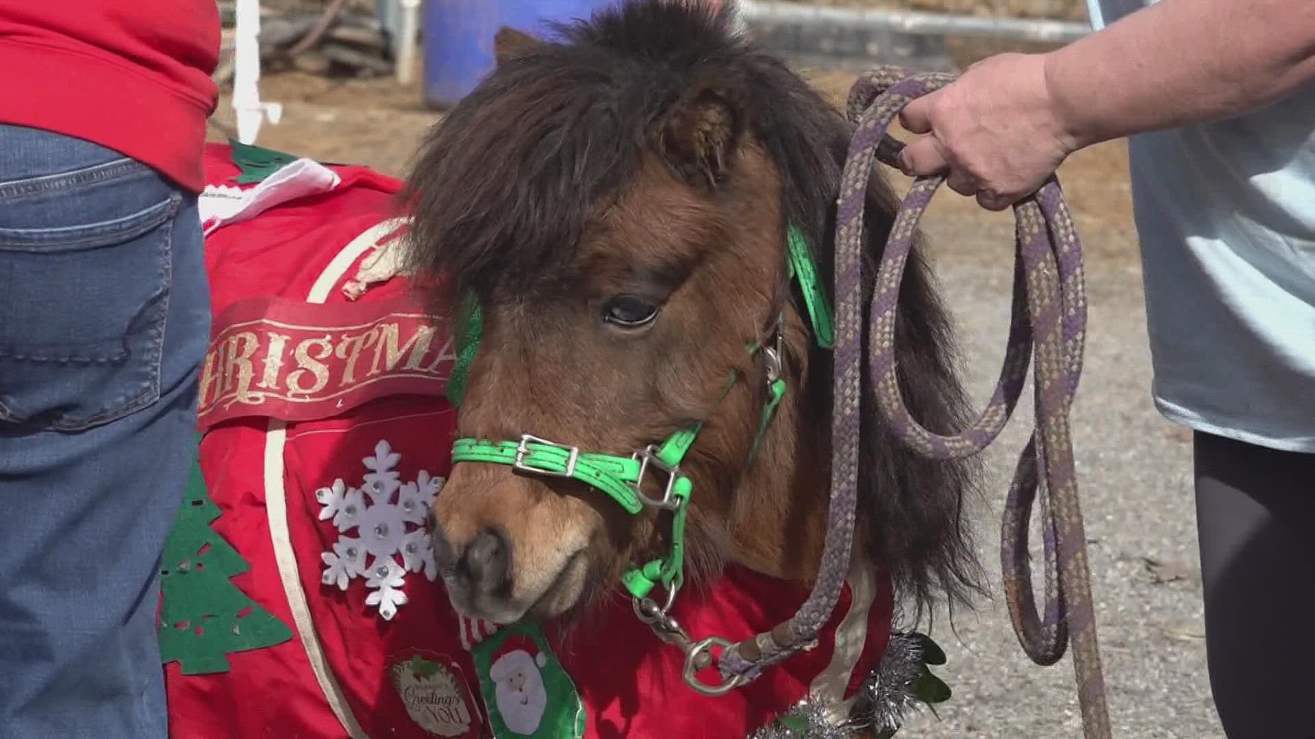 TN miniature horse rescue holiday event | wbir.com
