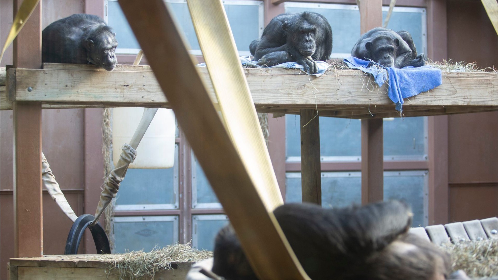 Zoo Knoxville chimp delivers stillborn baby girl | wbir.com