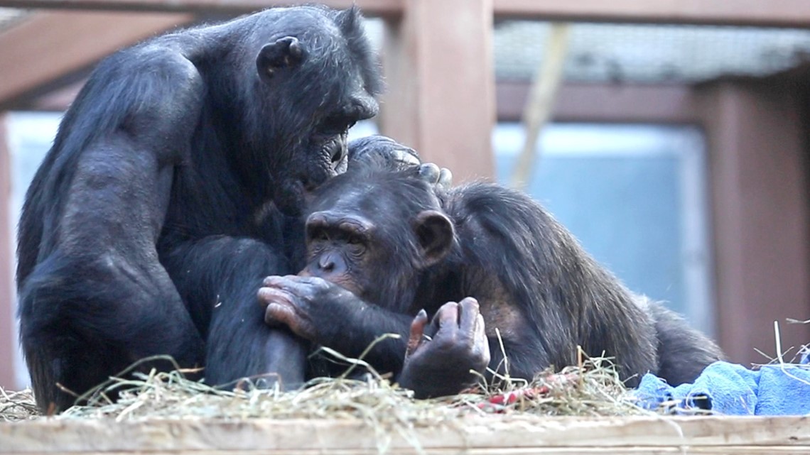 Zoo Knoxville chimp delivers stillborn baby girl | wbir.com