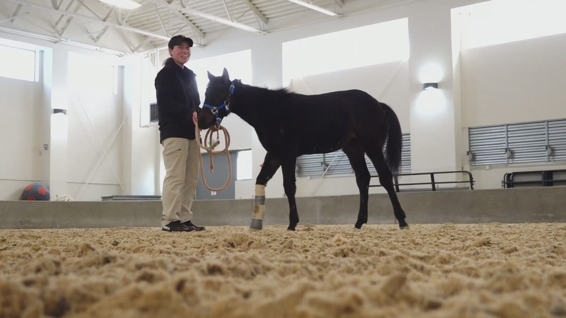Tennessee premature foal has chance at life thanks to UT vets | wbir.com