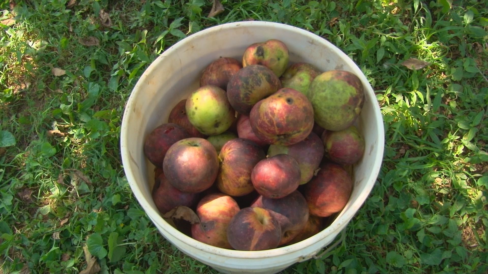 And Finally: Haley Farm opens doors for apple picking tradition | wbir.com