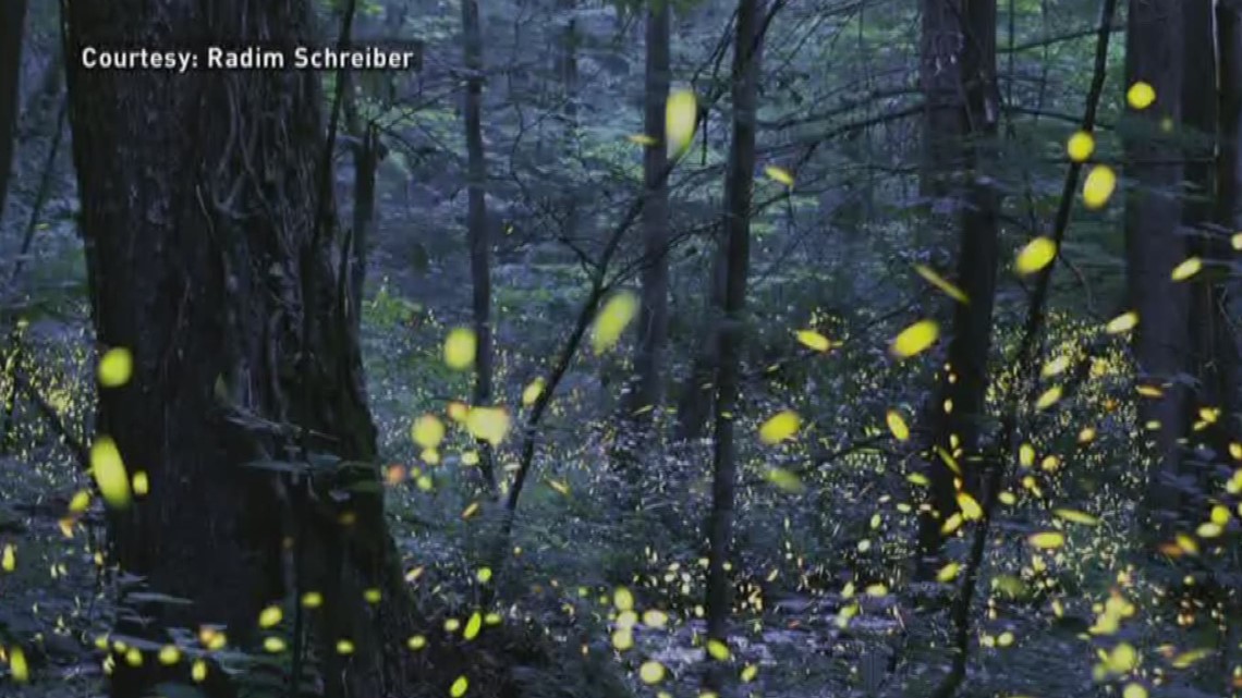 Synchronous fireflies in the Smokies expected to peak May 30-June 6 ...