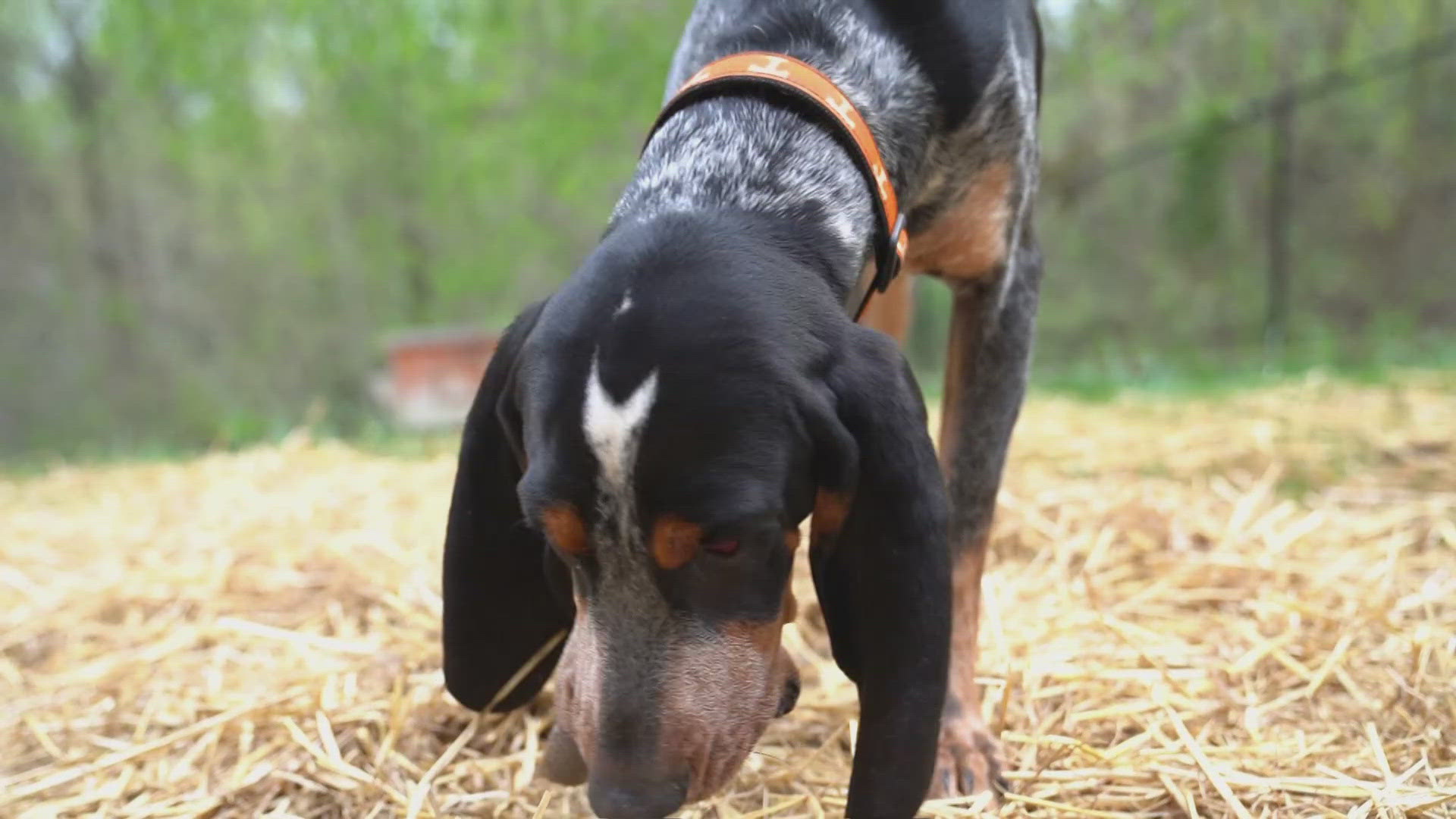 Smokey XI retires as UT mascot for well-earned peaceful life | wbir.com
