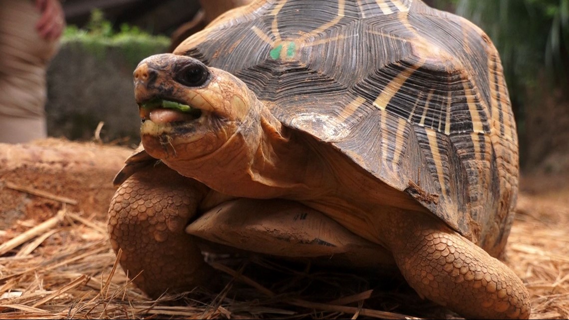 LIST: Zoo Knoxville animals you can interact with | wbir.com
