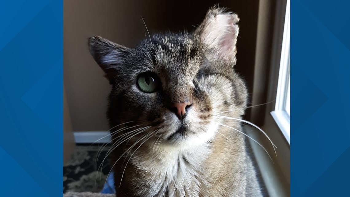Once orphaned 'Hobo Da Cat' dies after happy final four months at ...