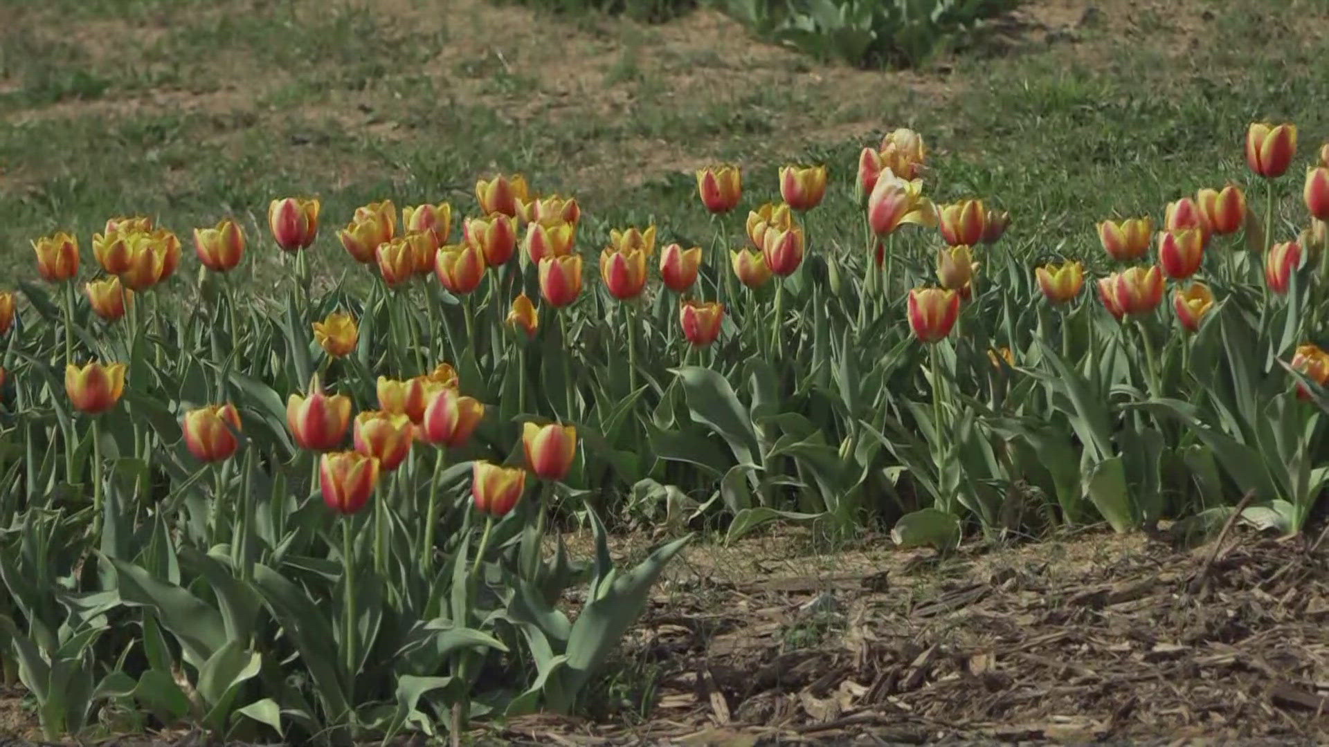 Oakes Farm to host first annual tulip festival | wbir.com