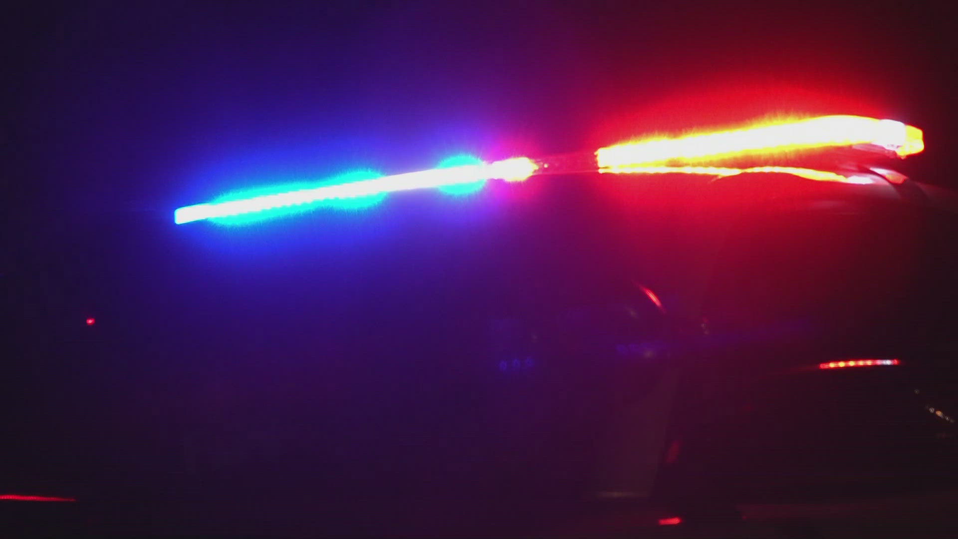 What are snow fleas? Why tiny black bugs show up on snowy days | wbir.com