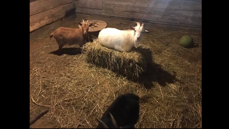 Six goats rescued from flooded home | wbir.com