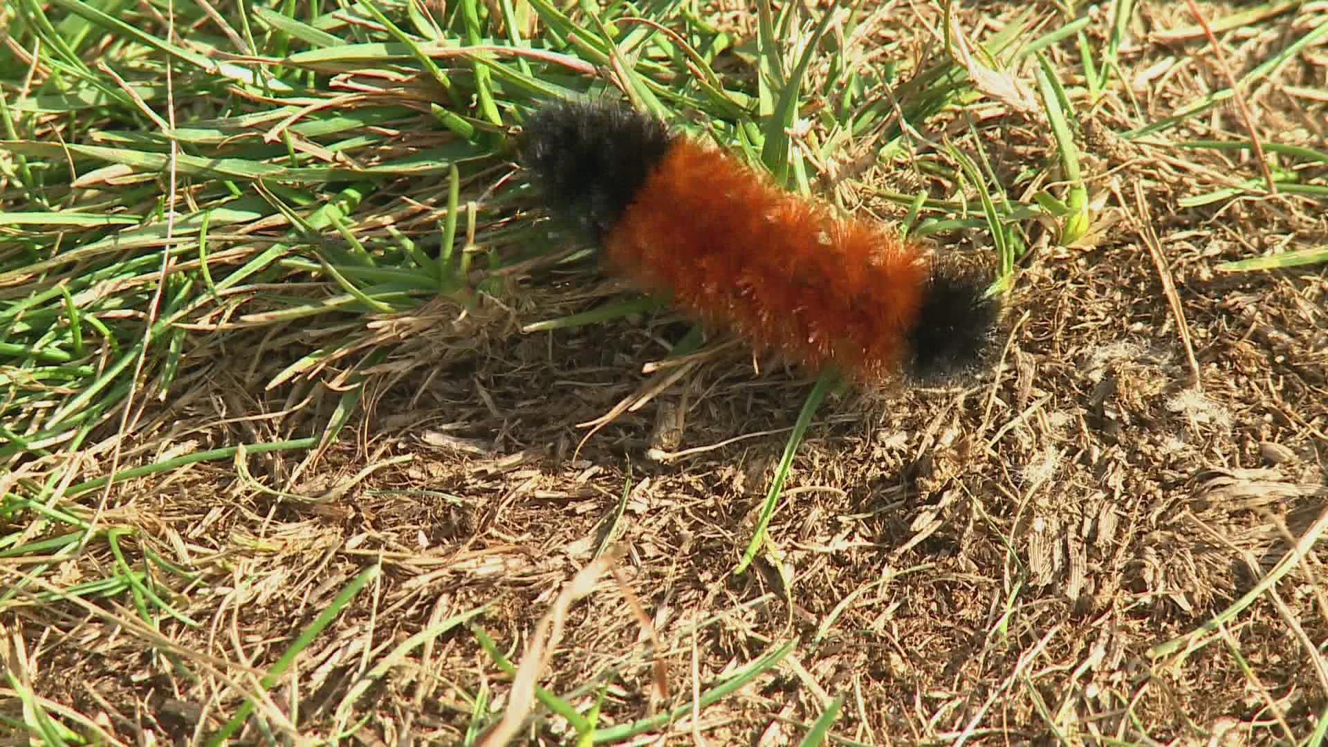 Woolly Worm: A winter weather predictor? | wbir.com